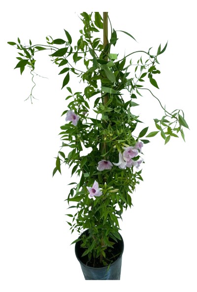 Pandora Yasemini (50-60CM) Pandora Yasemini (50-60CM)