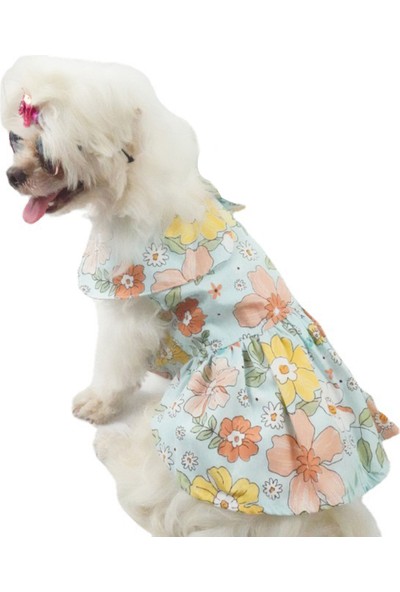 Eternal Pet Giysileri (Yurt Dışından)