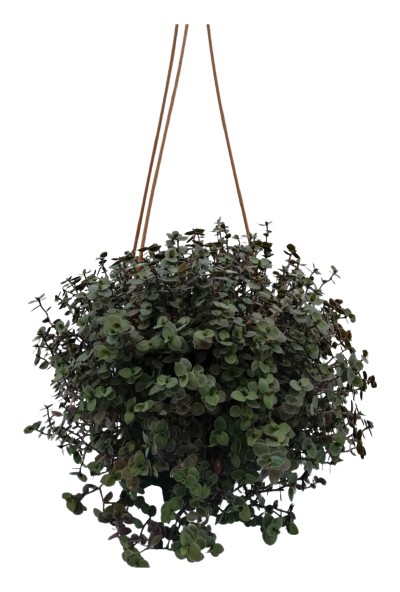 Servet Garden Arap Saçı Sarkıcı