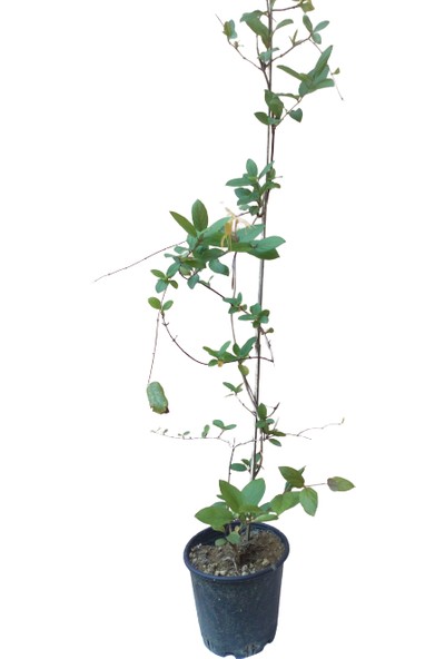 Lulubel Hanımeli Bitkisi