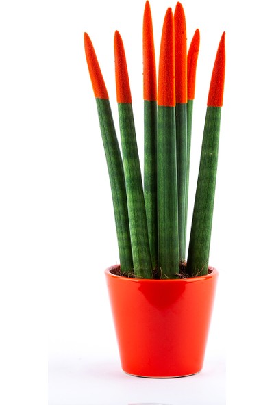 Gökçem Çiçek Turuncu Sanseveria Saksıda (Paşa Kılıcı)