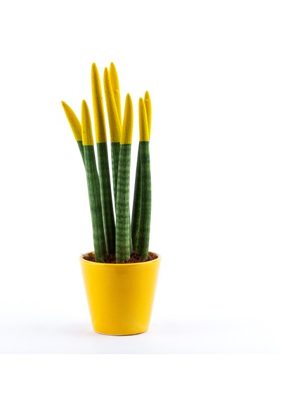 Gökçem Çiçek Sarı Sanseveria Saksıda (Paşa Kılıcı)