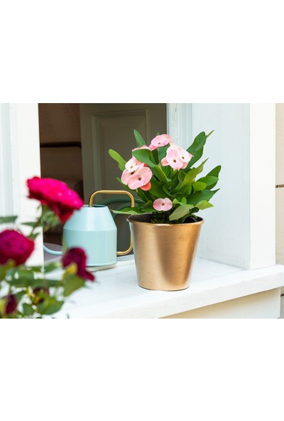 Madame Coco Dior Varaklı Saksı 1,5 Lt - Gold