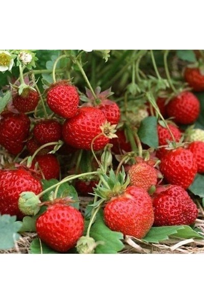 Köy Tohumları 25 Adet Tohum Organik Çilek Tohumu Doğal Çilek Tohumu Saksı Toprak