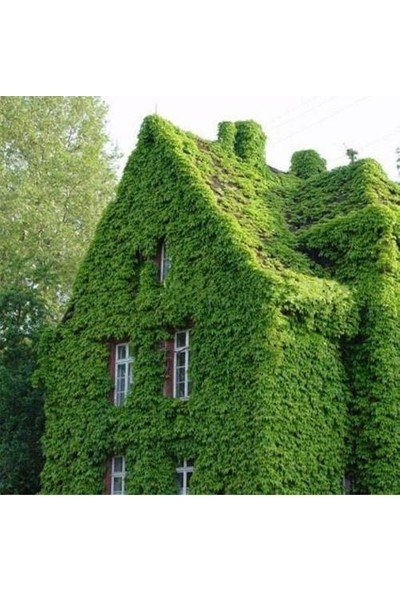 Köy Tohumları 100 Adet Tohum Yeşil Japon Sarmaşık Tohumu Japon Sarmaşığı Tohumu Japon Sarmaşık