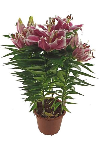 Palmiye Lilium - Lilyum (19 cm Saksıda)