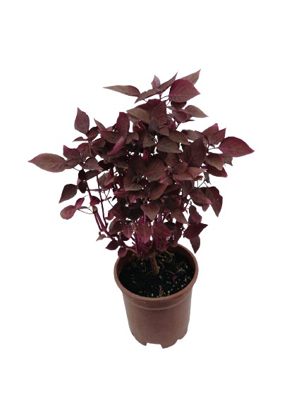 SERVET GARDEN Iresine(Salvar Çiçeği)