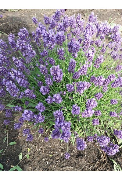 Egemen Fidancılık 100 Adet Lavanta Açık Kök Intermedia Fidesi Fidanı