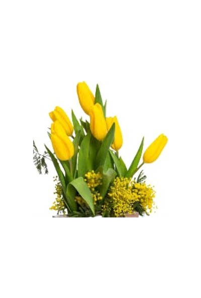 Armenbotanik 10 Adet Ithal Lale Soğanı Sarı Renk (Jan Van Nes)