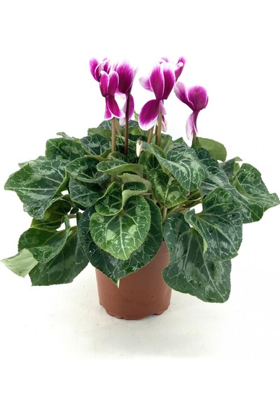 My Botanik Sıklamen Çiçeği-Alacalı