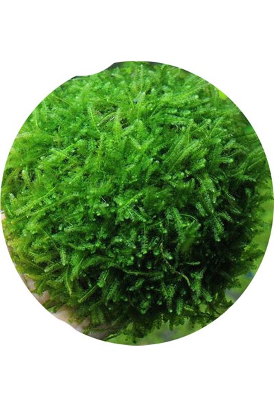 Canlı Petshop Moss -Willow Moss (Fontinalis Antipyretica) Canlı Petshop Moss -Willow Moss (Fontinalis Antipyretica)