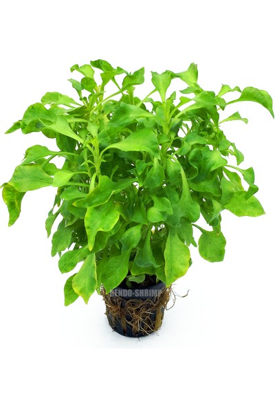 Akvaryum Bitkileri Alternanthera Bettzickiana Green 5 Dal Kolay Akvaryum Bitkisi Akvaryum Bitkileri Alternanthera Bettzickiana Green 5 Dal Kolay Akvaryum Bitkisi