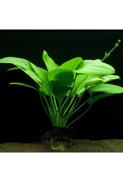 Woof Echinodorus Muricatus Sert Yapraklı Akvaryum Bitkisi 1 Bağ Woof Echinodorus Muricatus Sert Yapraklı Akvaryum Bitkisi 1 Bağ