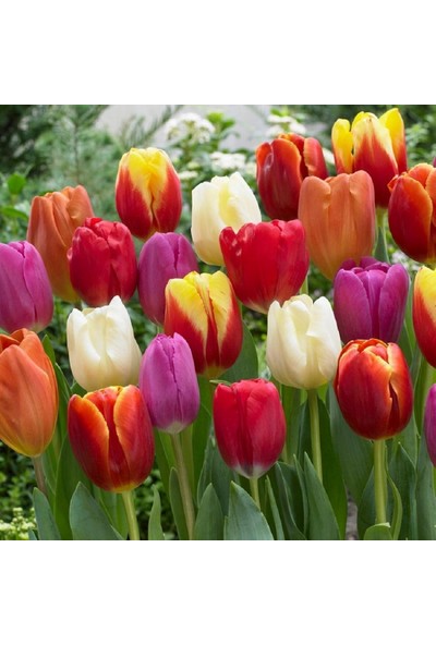 The Best Online Thebestonline Karışık Renk Lale Soğanı 5 Adet