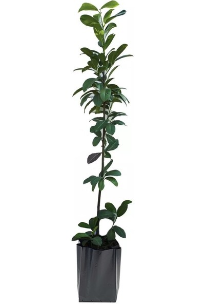 Cegel Ziraat Karayemiş Taflan Fidanı Tüplü 2 Yaşında 80 cm Cegel Ziraat Karayemiş Taflan Fidanı Tüplü 2 Yaşında 80 cm