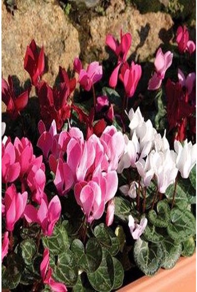 Moda Botanik Siklamen 3 Adet (Beyaz Kırmızı Pembe) Renklerde 14 cm Saksıda Moda Botanik Siklamen 3 Adet (Beyaz Kırmızı Pembe) Renklerde 14 cm Saksıda