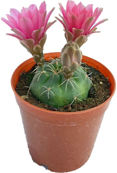 Sukulent Bahçem Gymnocalycium Baldianum - 5,5 cm saksıda kaktüs