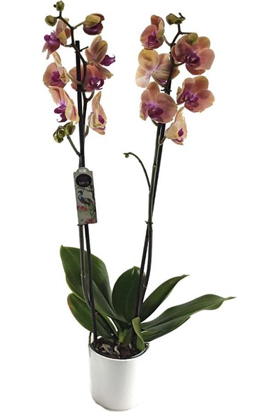 Palmiye Çift Dal Sarı Elit Renk Orkide Phalaenopsis