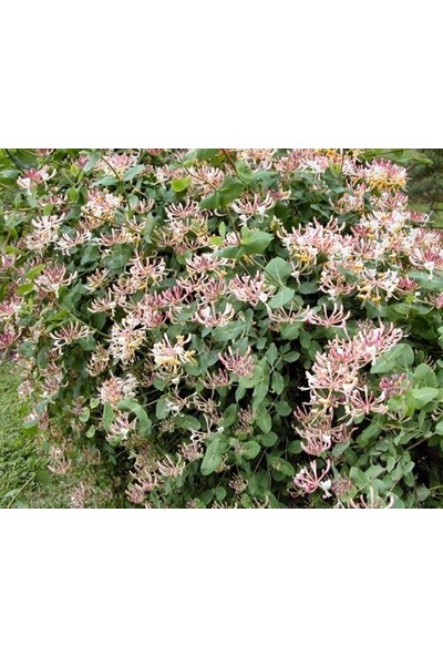 Lala Ahmet Botanik Tatar Hanımeli, Pembe Bayaz Çiçekli, Parfüm Kokulu, Tüplü Lala Ahmet Botanik Tatar Hanımeli, Pembe Bayaz Çiçekli, Parfüm Kokulu, Tüplü