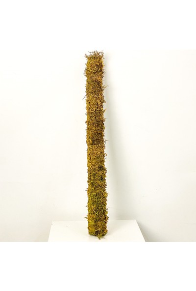 Fidan Burada Yosun Bitki Destek Çubuğu 100 cm Fidan Burada Yosun Bitki Destek Çubuğu 100 cm