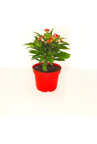 Plantera - Euphorbia Milii - Dikenler Tacı Bitkisi Kırmızı