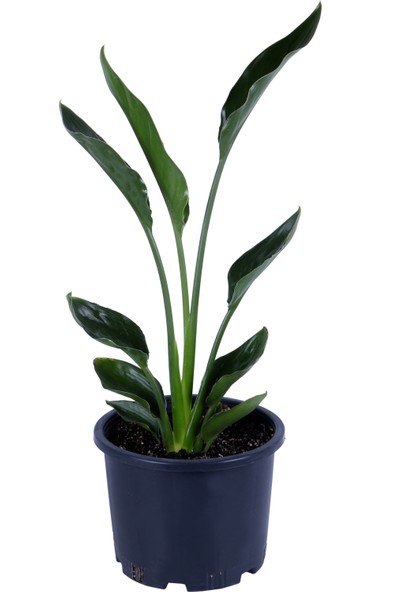Hobi ve Bahçe Starliçe - Starliçe Regina - Bitki Boyu 50-60 cm (Saksı Hariç) - Cennet Kuşu - Strelitzia Regina Hobi ve Bahçe Starliçe - Starliçe Regina - Bitki Boyu 50-60 cm (Saksı Hariç) - Cennet Kuşu - Strelitzia Regina