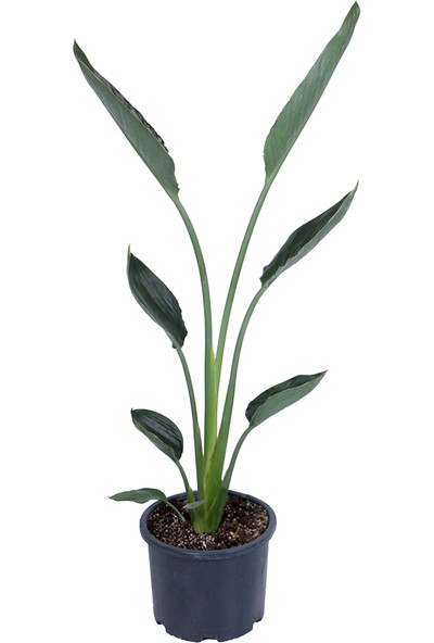 Hobi ve Bahçe Büyük Boy Starliçe Regina - Bitki Boyu 90 cm (Saksı Hariç) - Cennet Kuşu - Strelitzia Regina Hobi ve Bahçe Büyük Boy Starliçe Regina - Bitki Boyu 90 cm (Saksı Hariç) - Cennet Kuşu - Strelitzia Regina