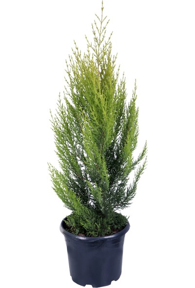 Hobi ve Bahçe Limon Çamı - Limoni Servi (Cupressus Macrocarpa) (70-80 Cm) Hobi ve Bahçe Limon Çamı - Limoni Servi (Cupressus Macrocarpa) (70-80 Cm)