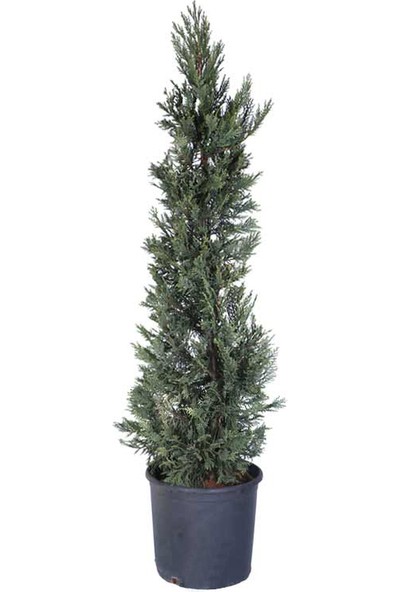 Hobi ve Bahçe Leylandi Fidanı 100-120 cm (Cupressocyparis Leylandii)