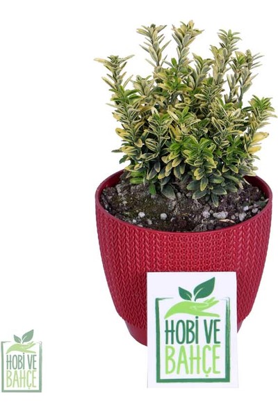 Hobi ve Bahçe Altuni Çıtır Taflan (Euonymus Microphyllus Aurea) Hobi ve Bahçe Altuni Çıtır Taflan (Euonymus Microphyllus Aurea)