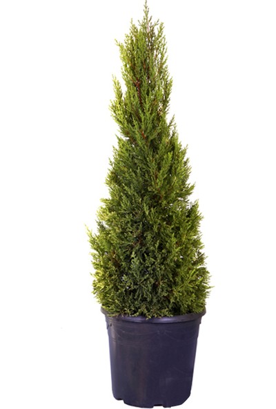 Hobi ve Bahçe Limon Çamı - Limoni Servi (Cupressus Macrocarpa) (100 - 120CM) Hobi ve Bahçe Limon Çamı - Limoni Servi (Cupressus Macrocarpa) (100 - 120CM)