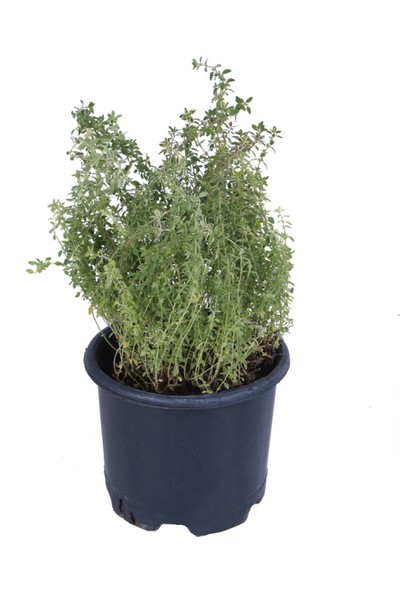 Hobi ve Bahçe Limoni Kekik Fidanı Saksı'da -Limon Kokulu Kekik - Thymus Citriodorus Limone