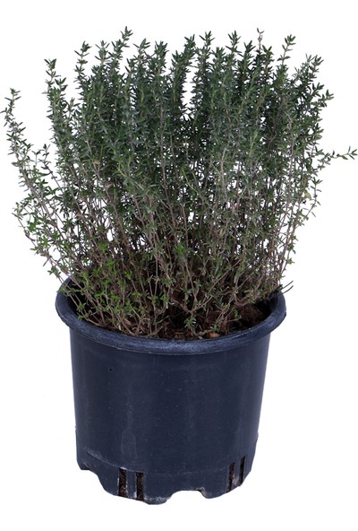 Hobi ve Bahçe Kekik Fidanı Saksı'da- Thymus Vulgaris - Dik Kekik - Aromatik Dağ Kekiği Hobi ve Bahçe Kekik Fidanı Saksı'da- Thymus Vulgaris - Dik Kekik - Aromatik Dağ Kekiği