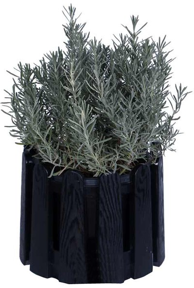 Hobi ve Bahçe Lavanta Saksıda (Lavandula Officinalis) - Canlı Çiçek Hobi ve Bahçe Lavanta Saksıda (Lavandula Officinalis) - Canlı Çiçek