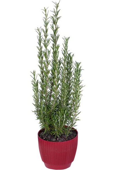 Hobi ve Bahçe Biberiye – Kuşdili Saksı'da (Rosmarinus Officinalis)