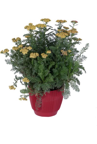 Hobi ve Bahçe Civanperçemi, Saksıda (Achillea Millefolium)