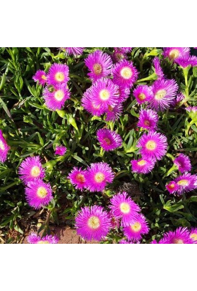 Hobi ve Bahçe Kazayağı Çiçeği Fidanı Viyol'de - Carpobrotus Edulis - 45'li Viyol'de Hobi ve Bahçe Kazayağı Çiçeği Fidanı Viyol'de - Carpobrotus Edulis - 45'li Viyol'de