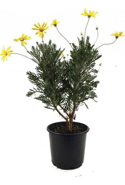 Hobi ve Bahçe Sarı Papatya - Sarı Çalı Papatyası (Euryops Pectinatus) Saksı'da Hobi ve Bahçe Sarı Papatya - Sarı Çalı Papatyası (Euryops Pectinatus) Saksı'da