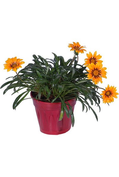 Hobi ve Bahçe Gazanya Çiçeği – Koyun Gözü Saksı'da (Gazania)