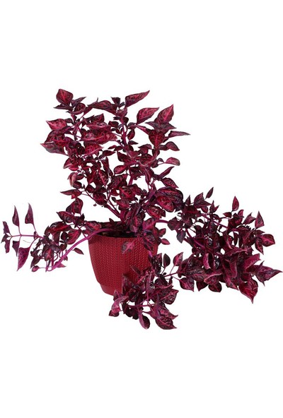 Hobi ve Bahçe Çingene Şalvarı (Iresine Herbstii)