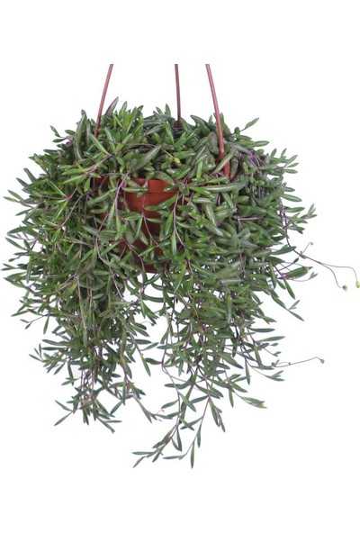 Hobi ve Bahçe Yakut Kolyesi Çiçeği (Othonna Capensis) Askılı Saksı'da