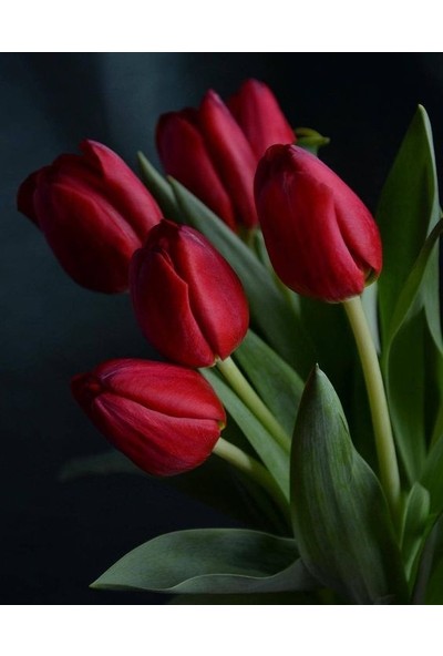 Nandina Botanik 5 Adet İthal Hollanda Double Lale Soğani-Kırmızı