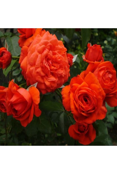 Tüplü Yediveren Kokulu Turuncu Sarmaşık Gül Fidanı ( 4 Yaşında - Boy 70 Cm) Tüplü Yediveren Kokulu Turuncu Sarmaşık Gül Fidanı ( 4 Yaşında - Boy 70 Cm)