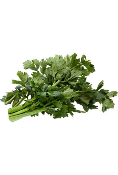 Sebze Meyve Dünyası Kereviz Yaprağı 1 Bağ Sebze Meyve Dünyası Kereviz Yaprağı 1 Bağ