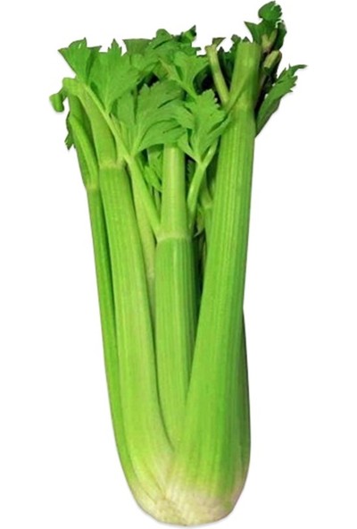 Sebze Meyve Dünyası Kereviz Sapı 1 Adet Sebze Meyve Dünyası Kereviz Sapı 1 Adet