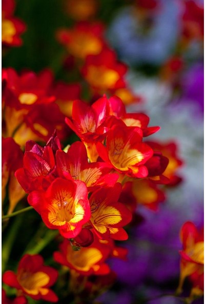 Nandina Botanik 5 Adet Sarı Göbekli Kırmızı Mis Kokulu Frezya Soğanı Nandina Botanik 5 Adet Sarı Göbekli Kırmızı Mis Kokulu Frezya Soğanı