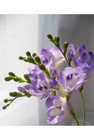 Nandina Botanik 5 Adet Lila Mor Mis Kokulu Frezya Soğanı