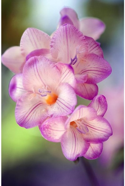 Nandina Botanik 5 Adet Açık Pembe Mis Kokulu Frezya Soğanı Nandina Botanik 5 Adet Açık Pembe Mis Kokulu Frezya Soğanı