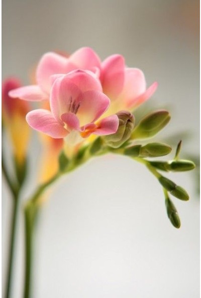 Nandina Botanik 5 Adet Mis Kokulu Somon Freyza Soğanı