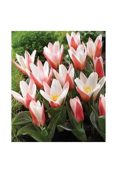 Nandina Botanik 4 Adet Tulıp Dasystemon Tarda Hollanda Lale Soğanı-Mercan Beyaz Rengi